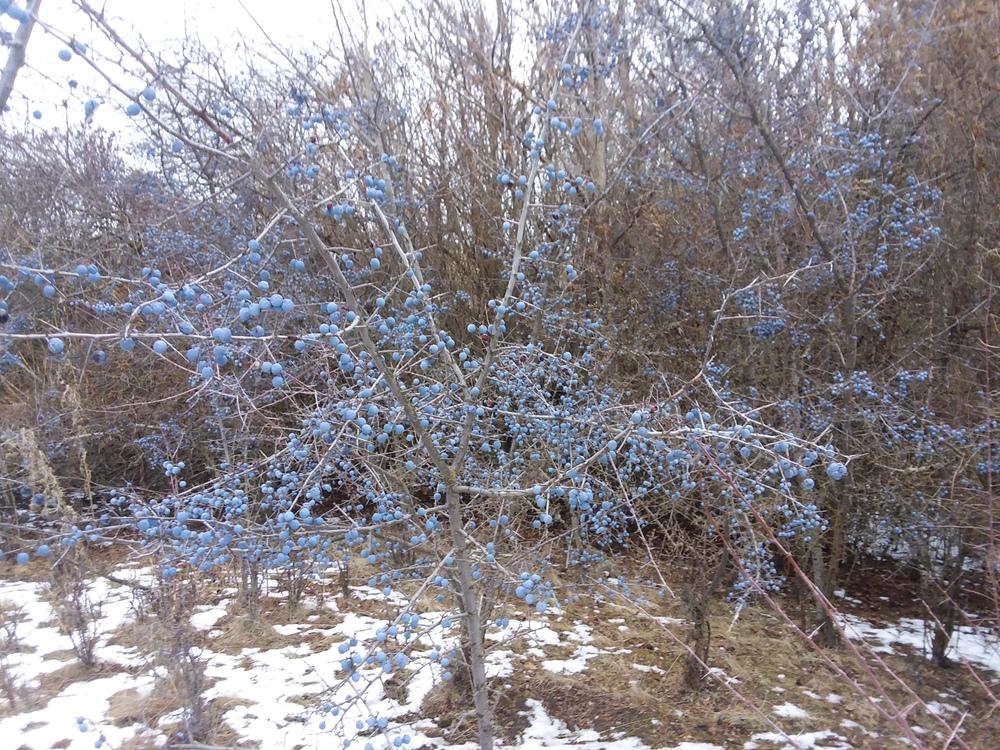 Photo of the entire plant of Sloe (Prunus spinosa) posted by ...