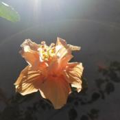 The Main Plant entry for Hibiscus - Garden.org