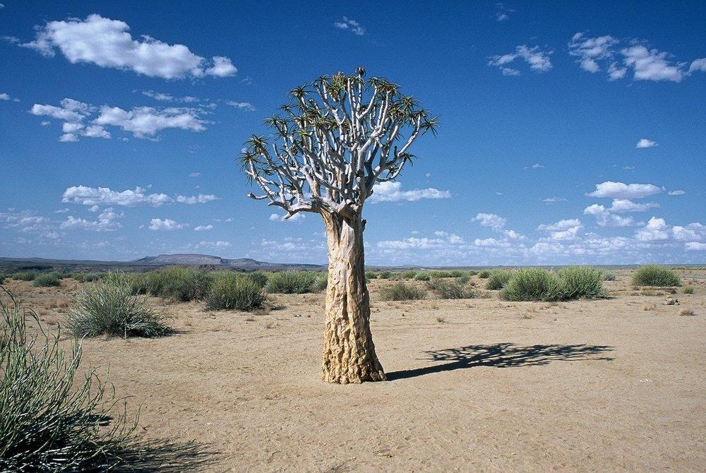 Quiver Tree (Aloidendron dichotomum) in the Aloes Database - Garden.org