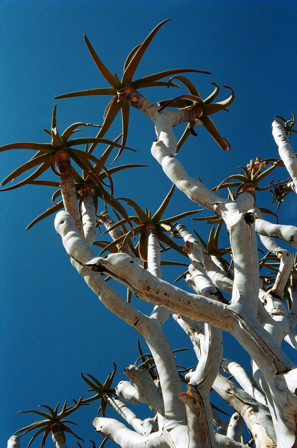 Photo of the leaves of Quiver Tree (Aloidendron dichotomum) posted by ...