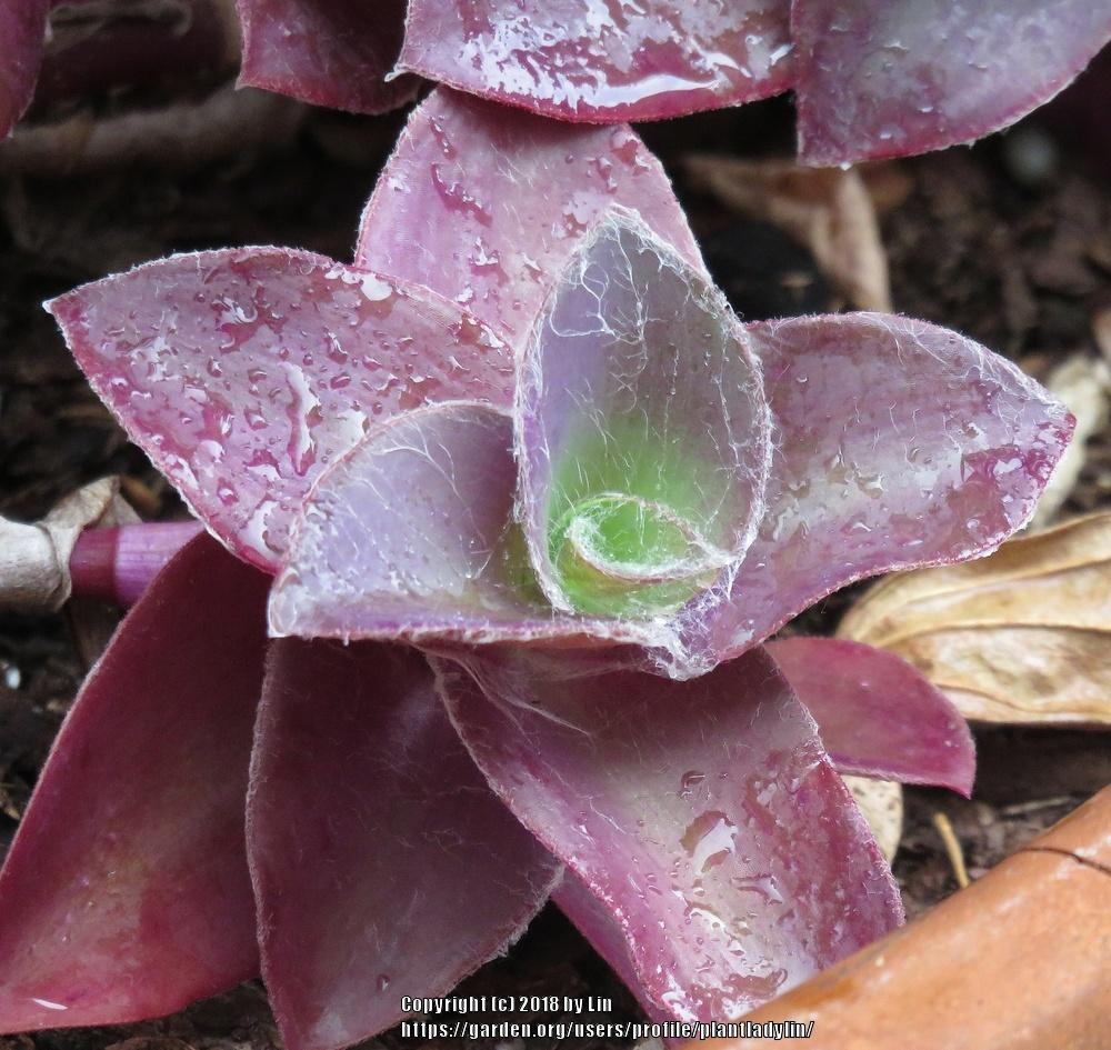 Incorrect identification in Photo of Tradescantia 'Pale Puma' - Garden.org