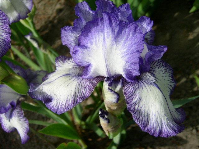 Intermediate Bearded Iris (Iris 'Bold Print') in the Irises Database ...
