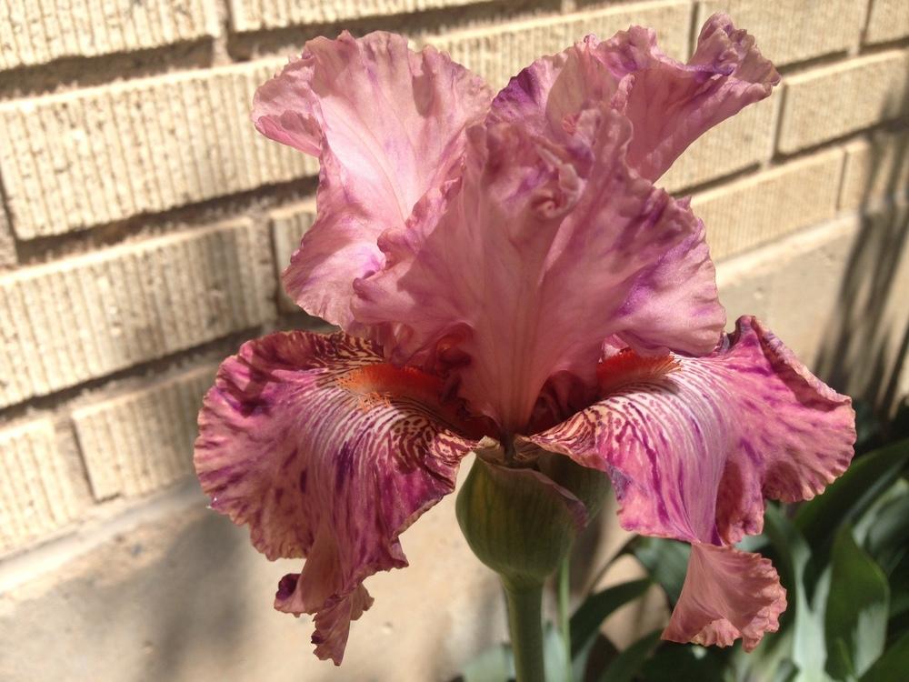Photo of the bloom of Tall Bearded Iris (Iris 'Nigerian Raspberry ...