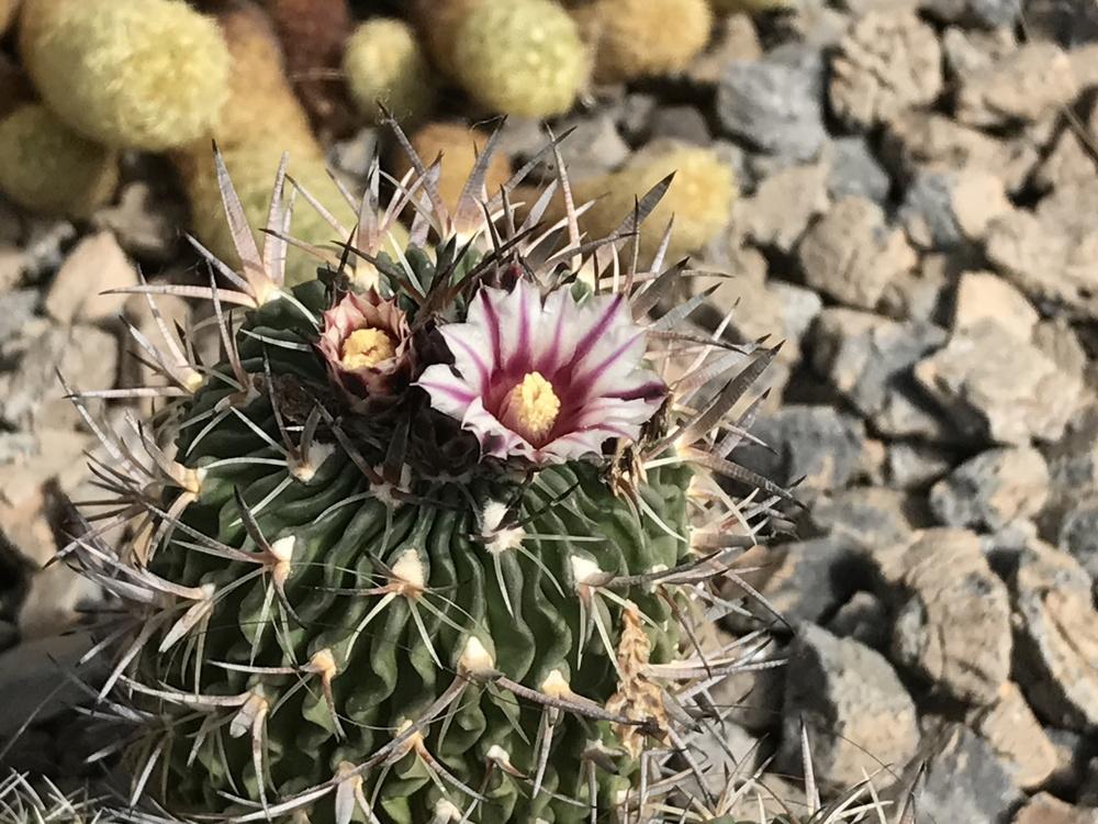 Long-Spined Permanent Wave Cactus (Stenocactus crispatus) - Garden.org