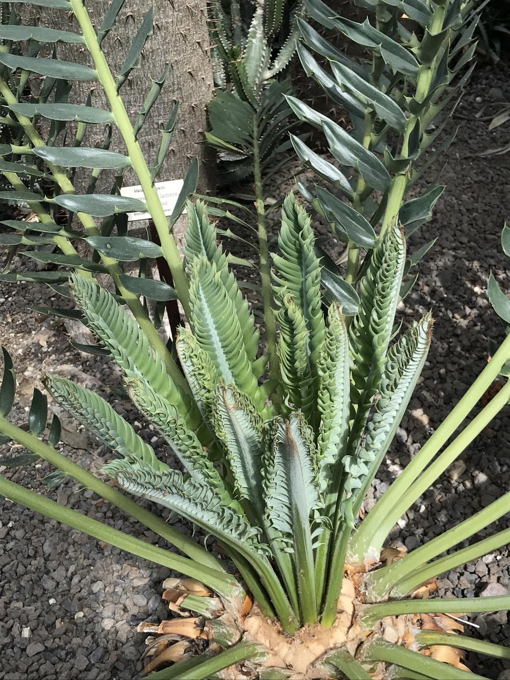 Alexandria Cycad (Encephalartos arenarius) - Garden.org
