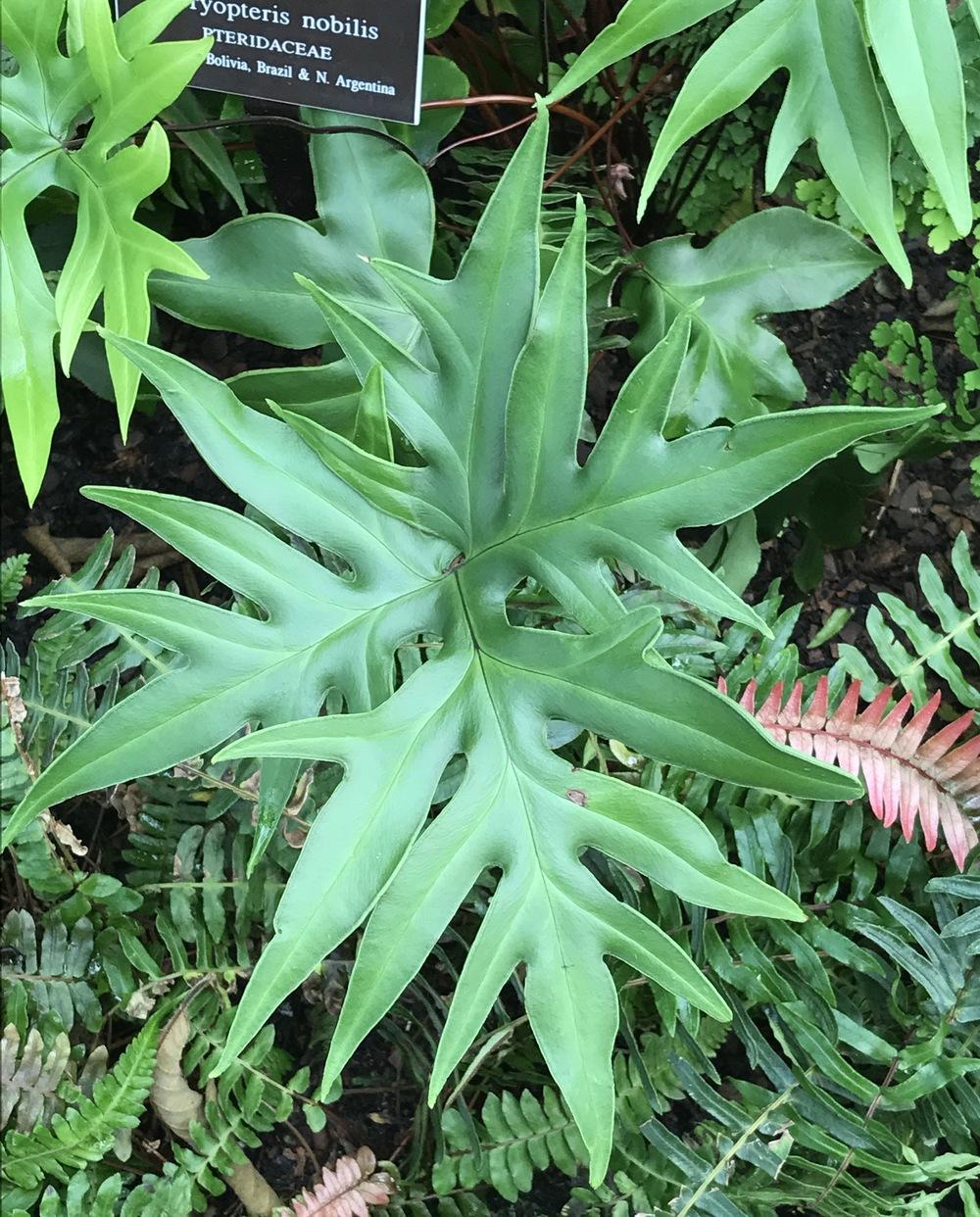 Doryopteris nobilis - Garden.org
