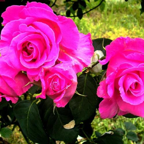 Rose (Rosa 'Caprice') in the Roses Database - Garden.org