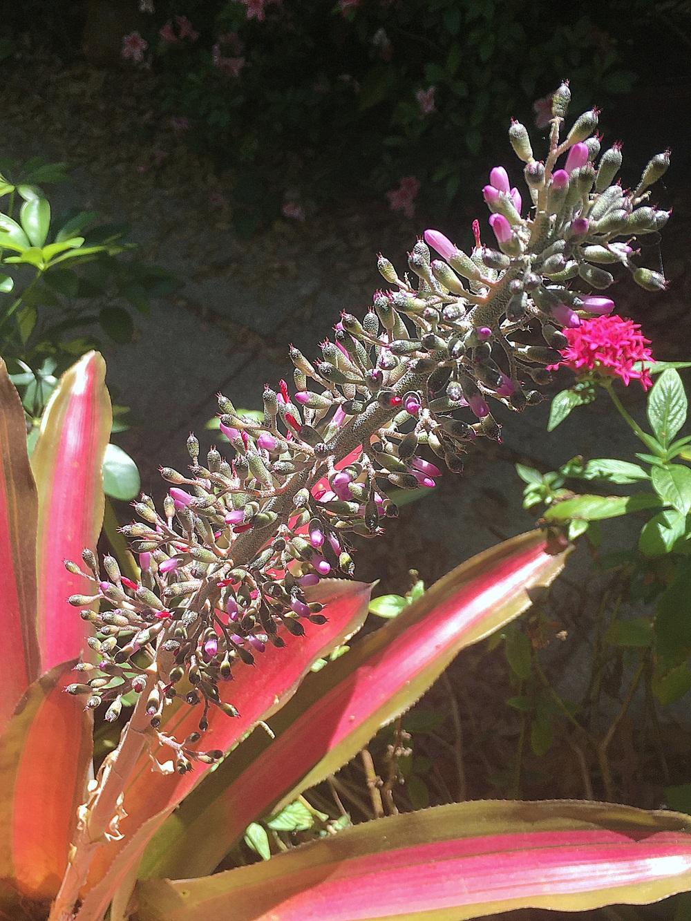 Photo of the bloom of Bromeliad (Aechmea lueddemanniana 'Alvarez ...