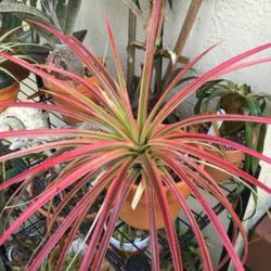 Bromeliad (XNeophytum 'Galactic Warrior') - Garden.org