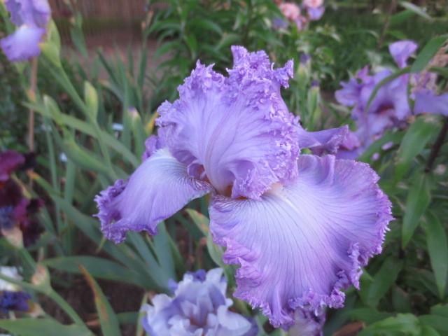 Photo of the bloom of Tall Bearded Iris (Iris 'Super Model') posted by ...