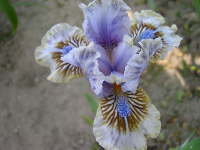 Standard Dwarf Bearded Iris (Iris 'Escape Hatch') in the Irises ...