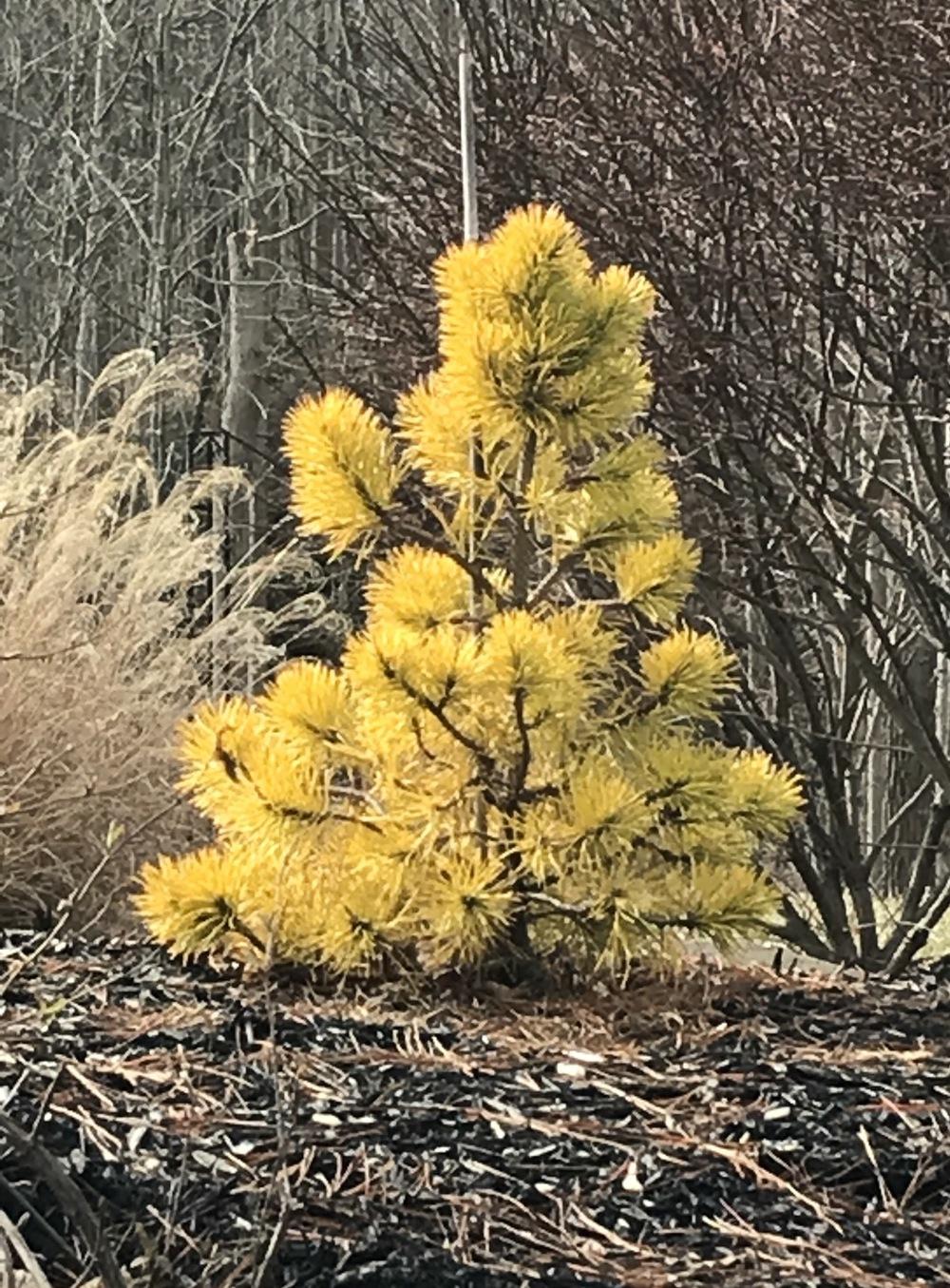 Photo of the winter interest of Lodgepole Pine (Pinus contorta var ...