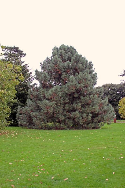 Coulter pine (Pinus coulteri) - Garden.org