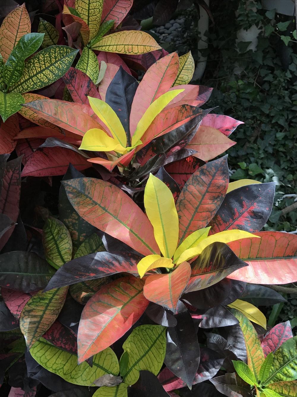Crotons: Plant Care and Collection of Varieties - Garden.org