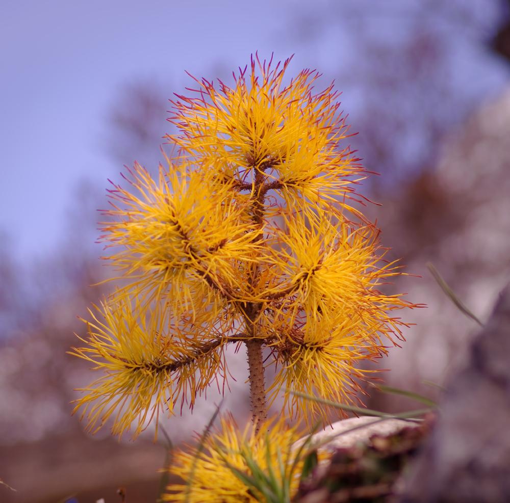 Photo of the entire plant of Lodgepole Pine (Pinus contorta var ...