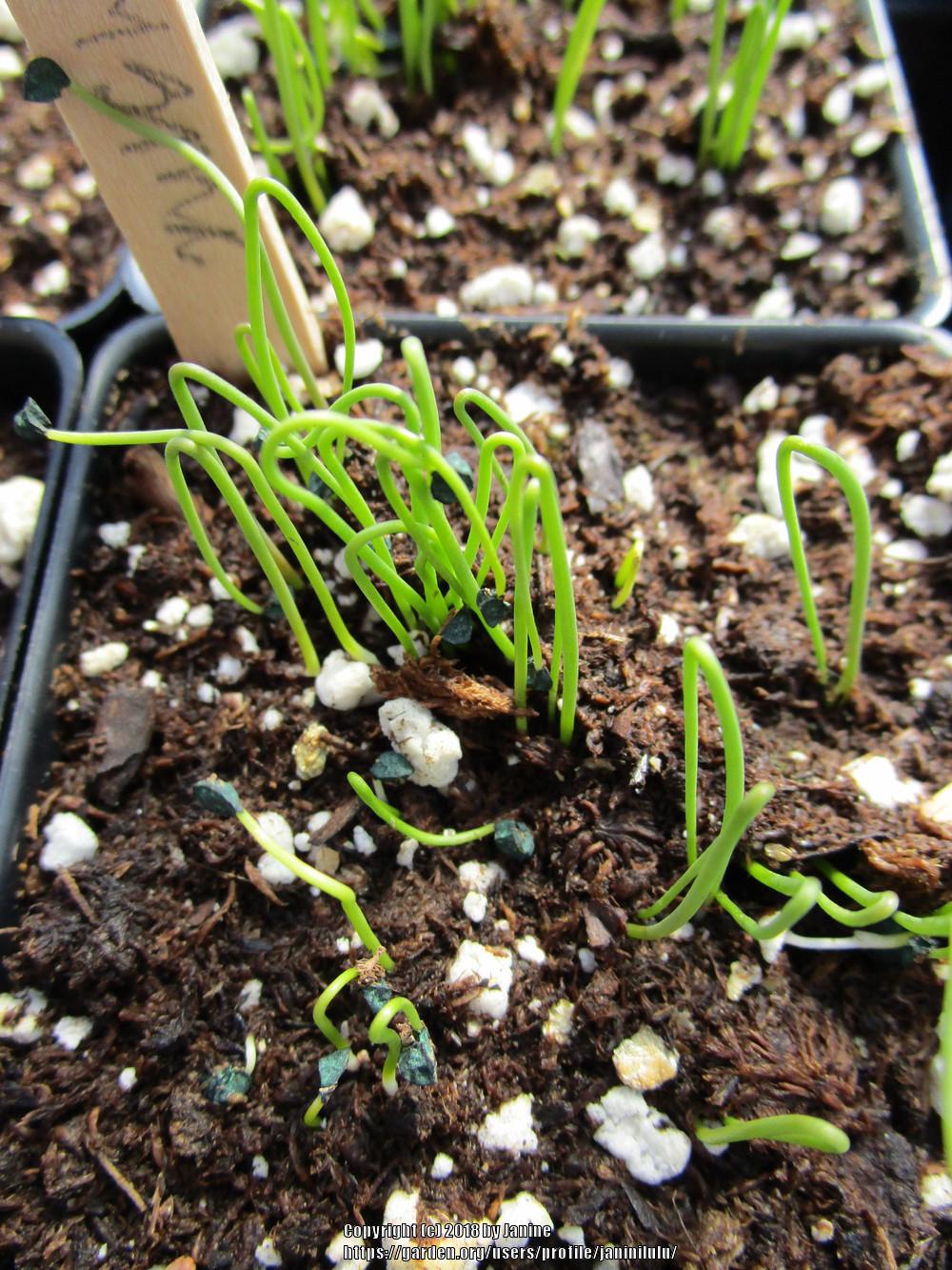 Shallot (Allium cepa 'Prisma') in the Onions Database - Garden.org