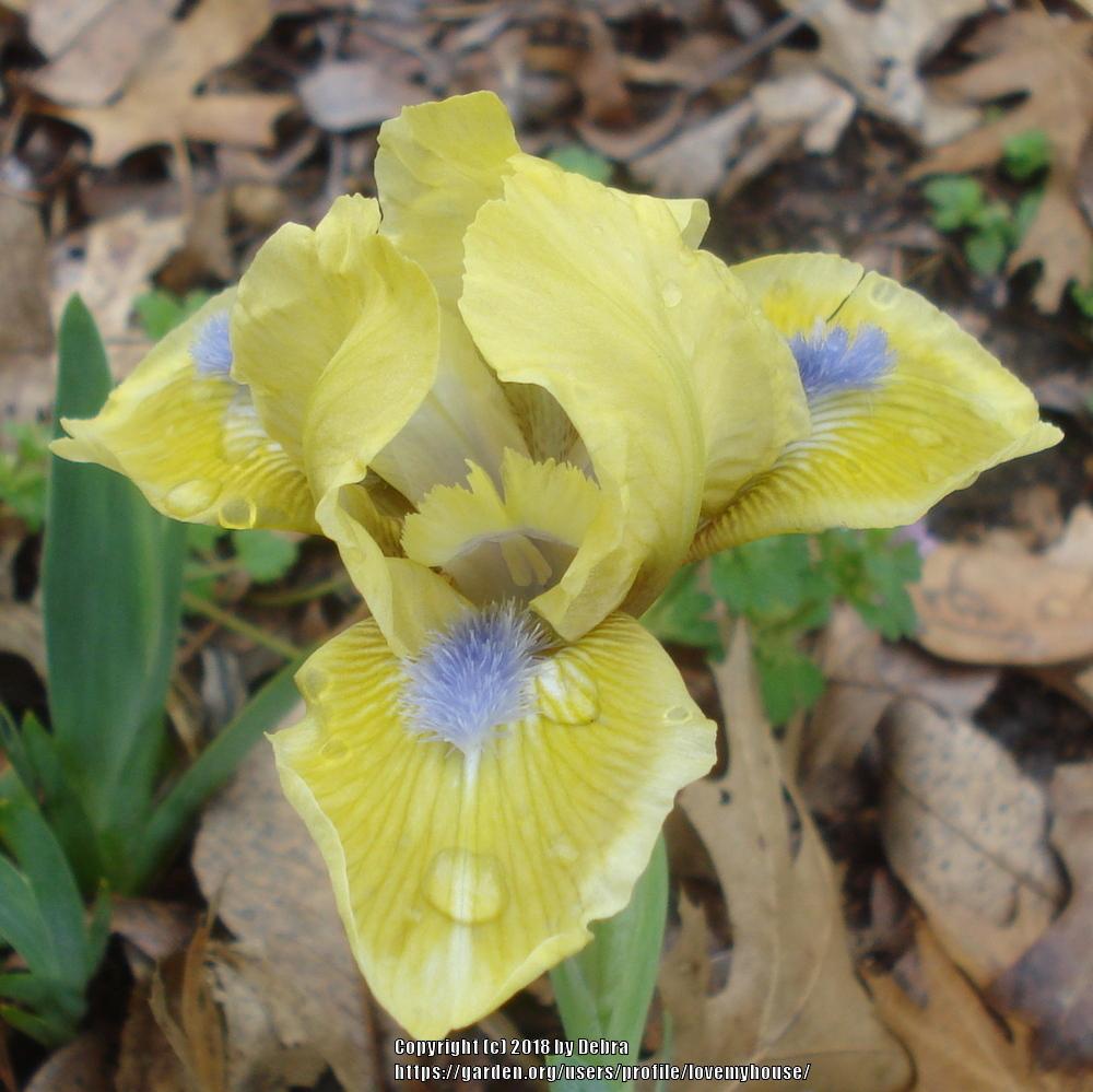 Standard Dwarf Bearded Iris (Iris 'Little Blue-Eyes') in the Irises ...