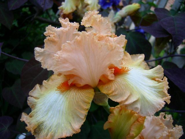 Photo of the bloom of Tall Bearded Iris (Iris 'Lace Legacy') posted by ...