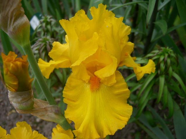 Photo of the bloom of Tall Bearded Iris (Iris 'Pure as Gold') posted by ...