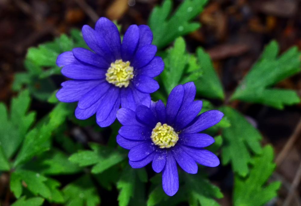 Grecian Windflower (Anemone blanda 'Blue Star') - Garden.org