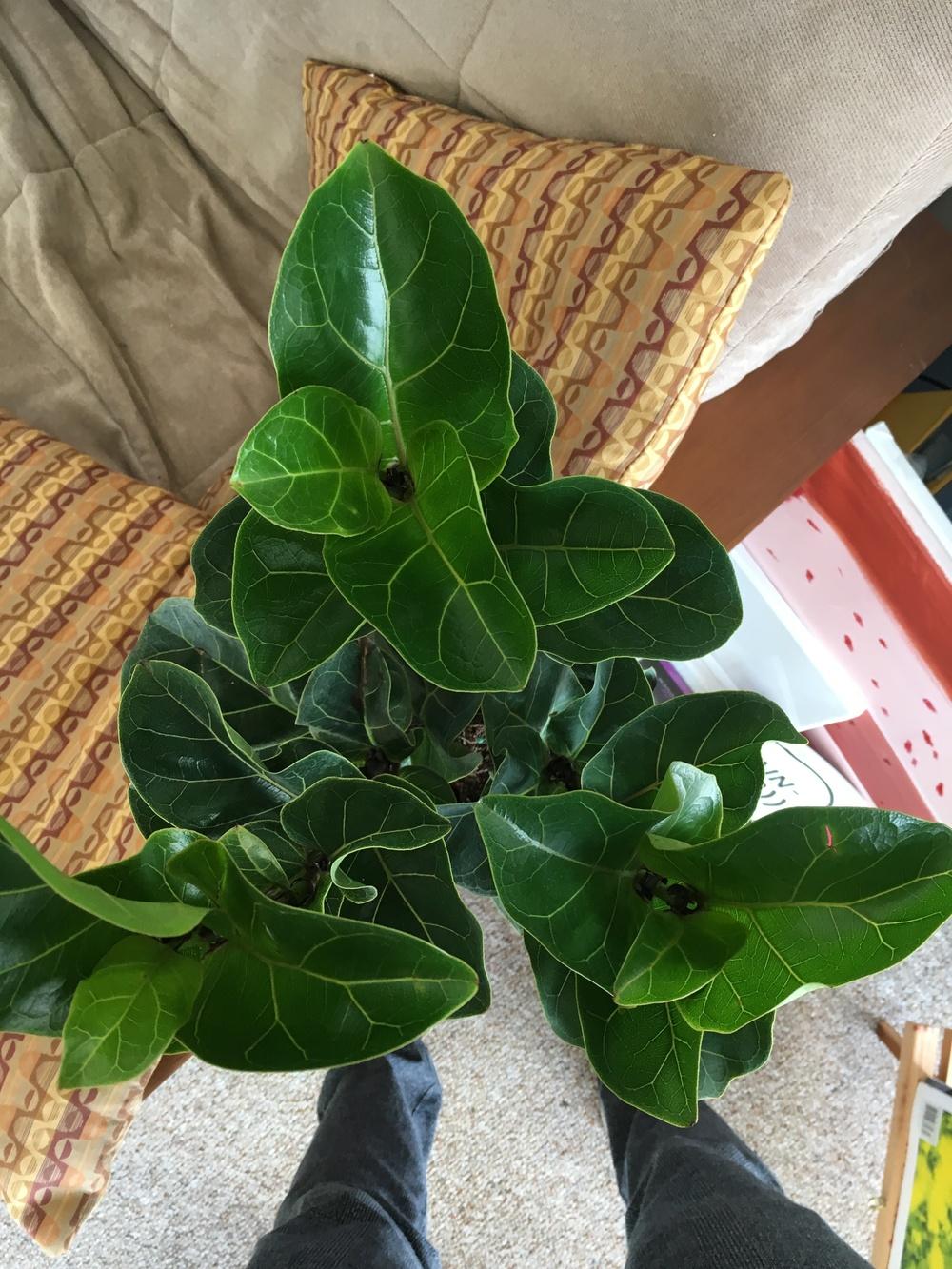 Fiddle fig leaf split in the Houseplants forum - Garden.org