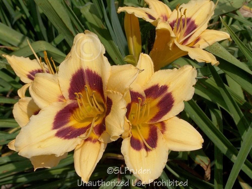 Daylily (Hemerocallis 'Dune Dark Eyes') in the Daylilies Database - Garden.org