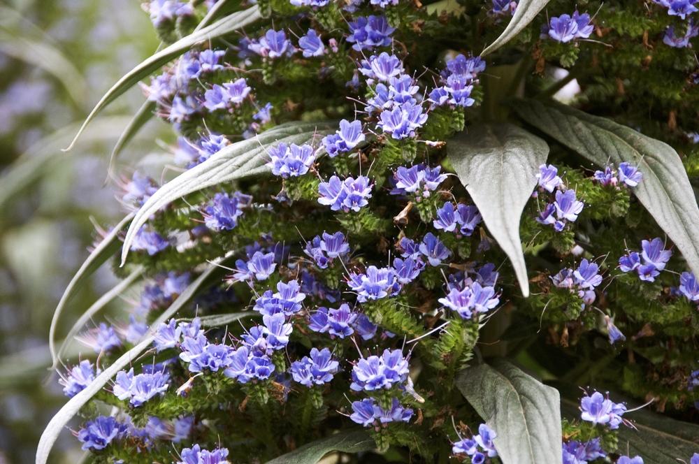Photo of the bloom of Tree Echium (Echium pininana) posted by Fleur569 ...