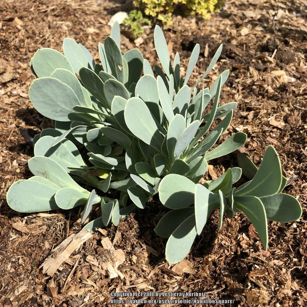 Photo of the entire plant of Barbary Ragwort (Hertia cheirifolia ...