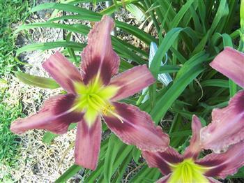 Daylily (Hemerocallis 'Trenton Clumpus') in the Daylilies Database ...