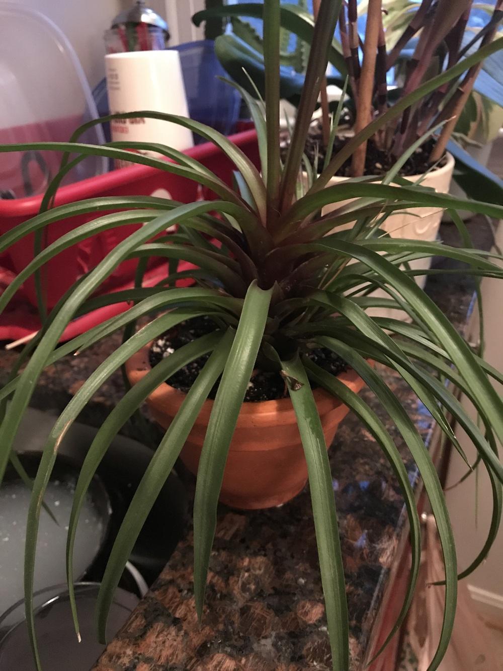 What kind of pot is this? in the Ask a Question forum - Garden.org