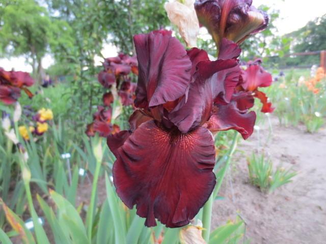 Photo of the bloom of Tall Bearded Iris (Iris 'Fort Apache') posted by ...