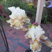 Tall Bearded Iris (Iris 'Spring Madness') in the Irises Database ...