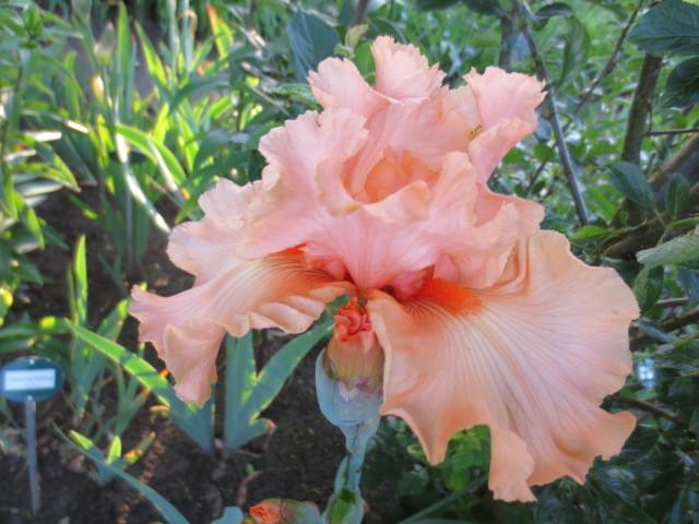 Photo of the bloom of Tall Bearded Iris (Iris 'Coral Splendor') posted ...