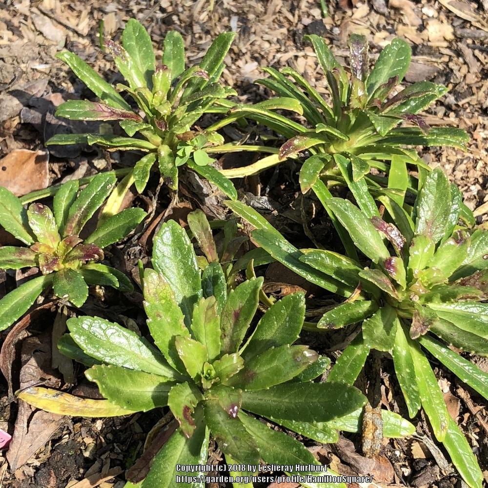Azores Bellflower (Campanula vidalii) in the Bellflowers Database ...