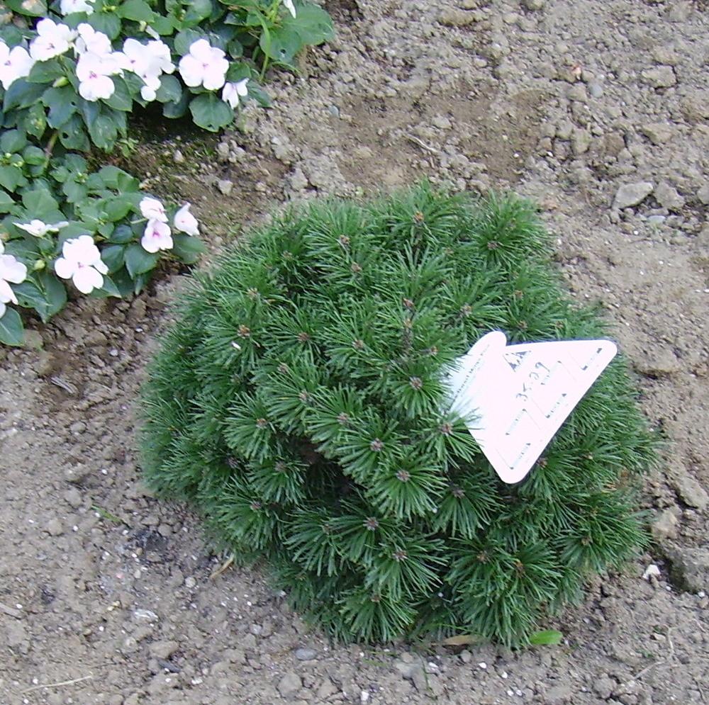 Photo of the entire plant of Dwarf Mountain Pine (Pinus mugo 'Mops ...