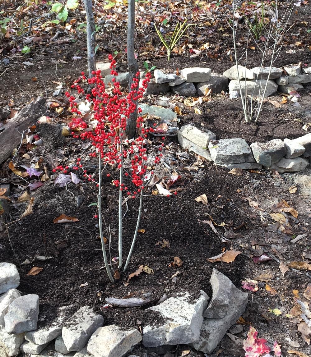Winterberry (Ilex verticillata Berry Poppins™) in the Ilex Database ...