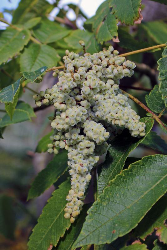 Photo of the fruit of Chinese Sumac (Rhus chinensis) posted by ...