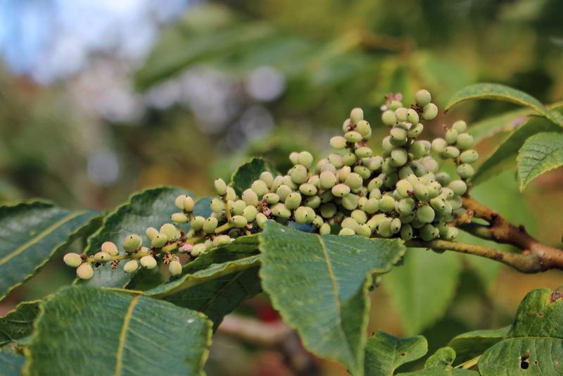 Chinese Sumac (Rhus chinensis) - Garden.org