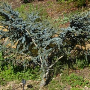 Dwarf Blue Atlas Cedar (Cedrus atlantica 'Horstmann') - Garden.org