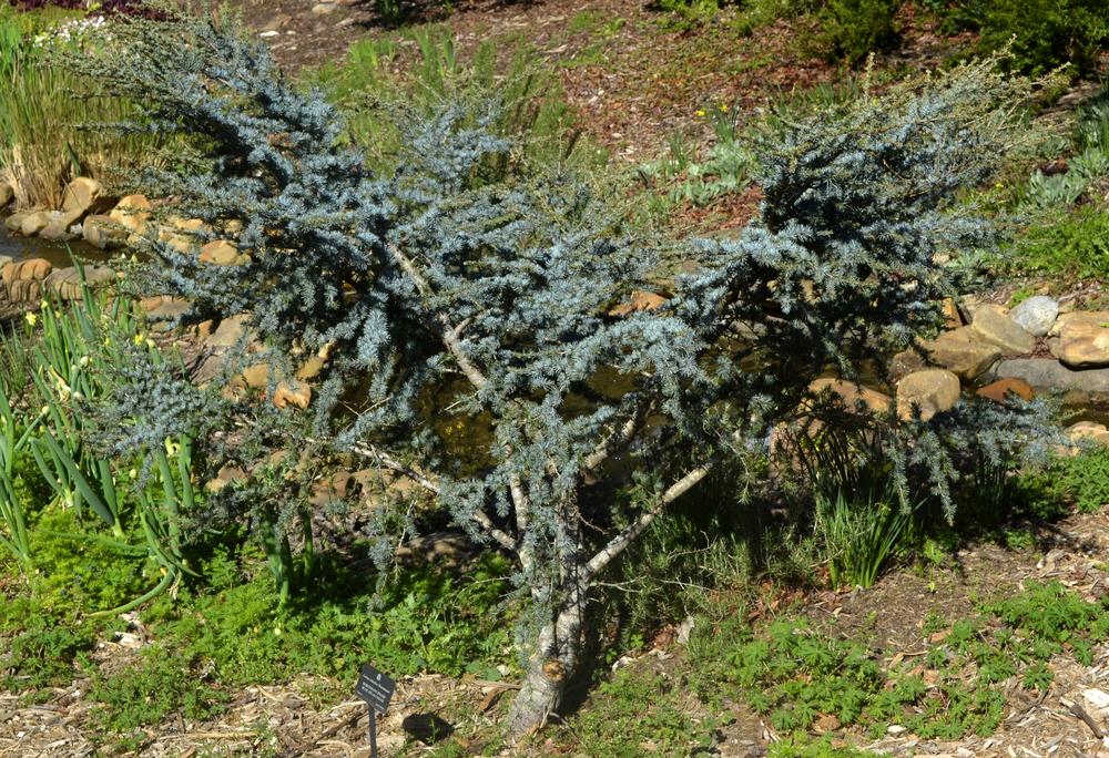Dwarf Blue Atlas Cedar (Cedrus atlantica 'Horstmann') - Garden.org