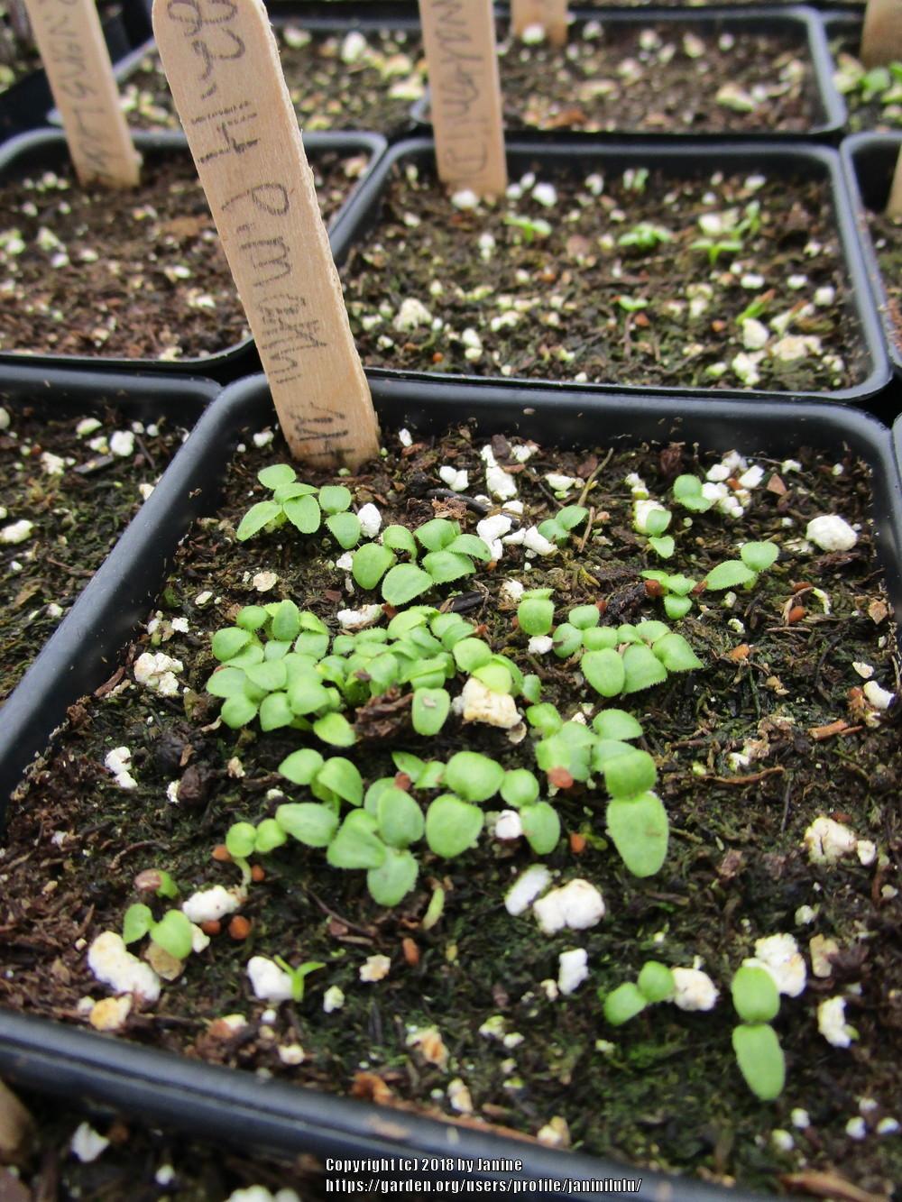 Primrose (Primula matthioli subsp. altaica) in the Primroses Database ...