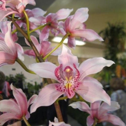 Splendid Cymbidium (Cymbidium insigne) - Garden.org