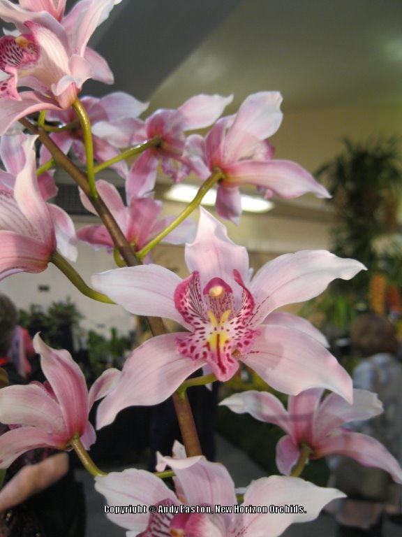 Splendid Cymbidium (Cymbidium insigne) - Garden.org