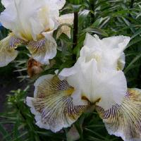 Photo of the bloom of Tall Bearded Iris (Iris 'Spring Madness') posted ...