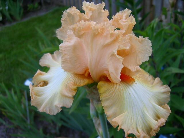 Photo of the bloom of Tall Bearded Iris (Iris 'Lace Legacy') posted by ...