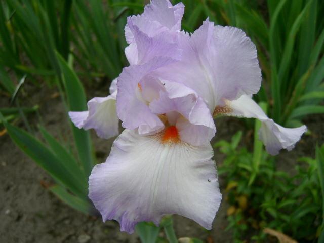 Tall Bearded Iris (Iris 'Starcrest') in the Irises Database - Garden.org