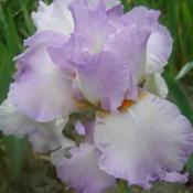 Tall Bearded Iris (Iris 'Starcrest') in the Irises Database - Garden.org