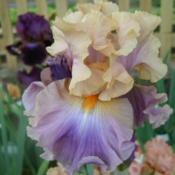 Tall Bearded Iris (Iris 'Chasing Rainbows') in the Irises Database - Garden.org