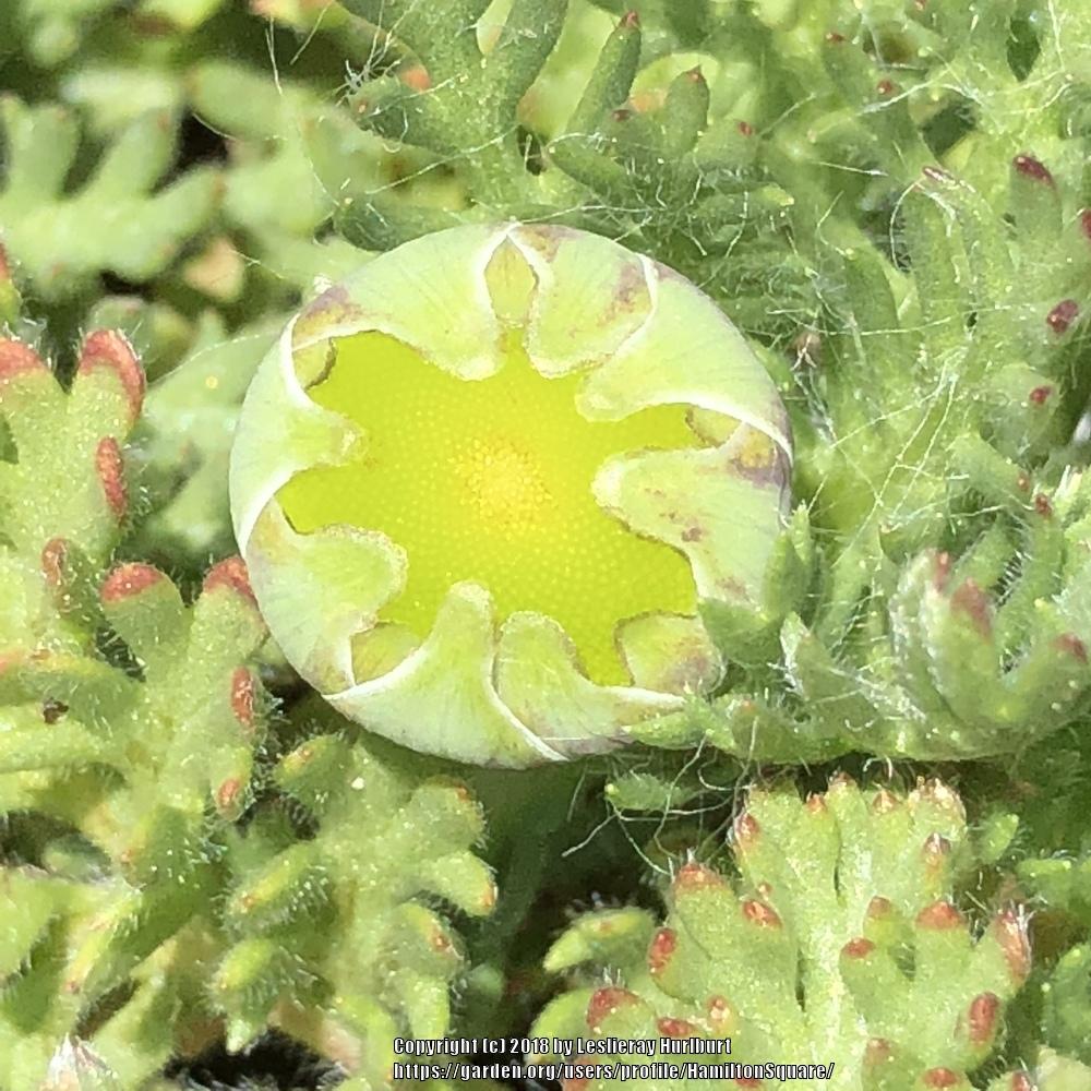 Cotula lineariloba - Garden.org