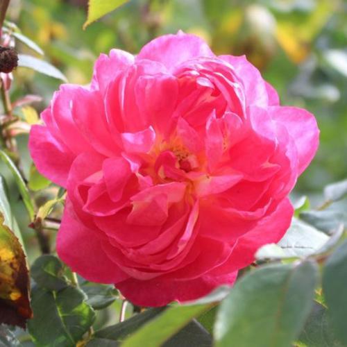 Rose (Rosa 'Benjamin Britten') in the Roses Database - Garden.org